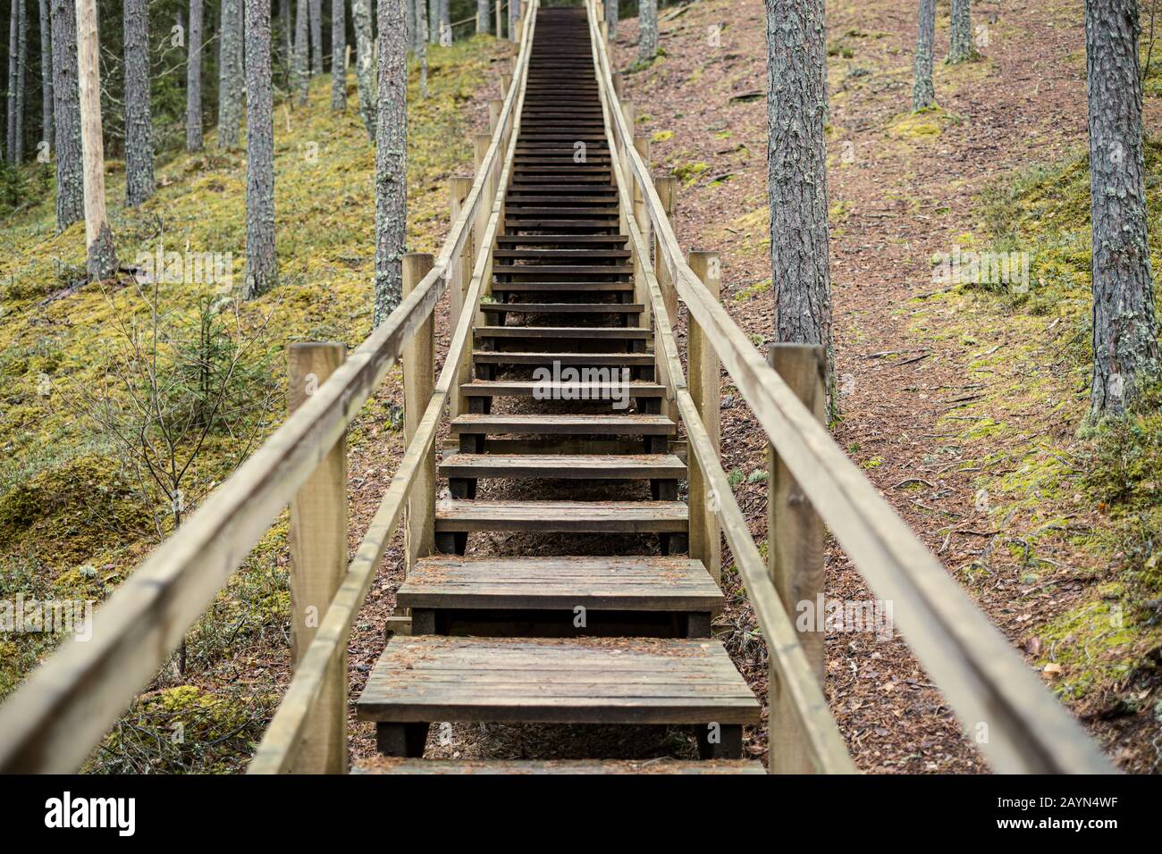 old wooden bridge over the river in forest Stock Photo - Alamy