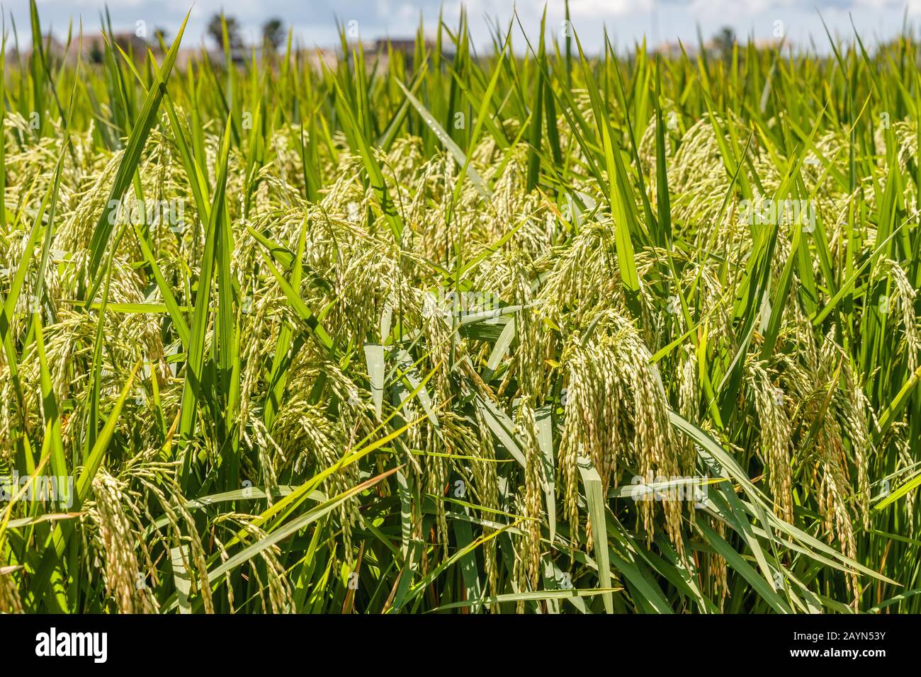 Rice field with ripe rice ready for harvesting. Bali Island, Indonesia ...