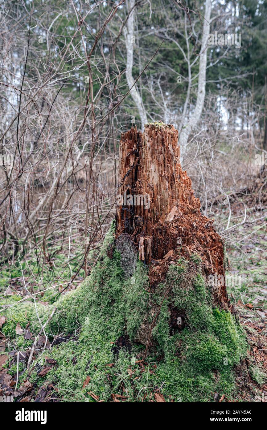 old dry tree trunk stomps laying in forest. broken logs in the ground a ...