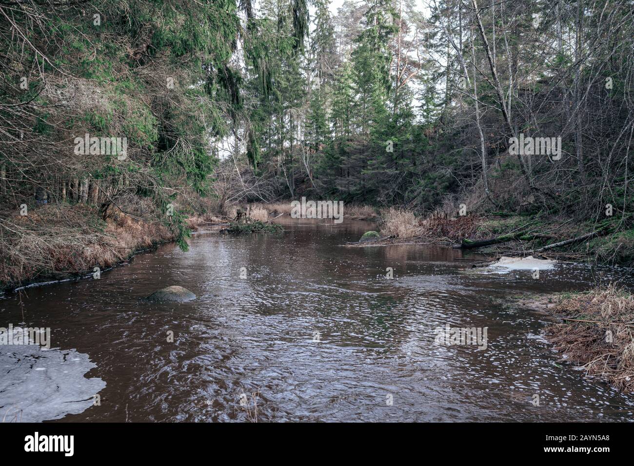 picturesque river in forest in autumn. wilderness, no people and old ...