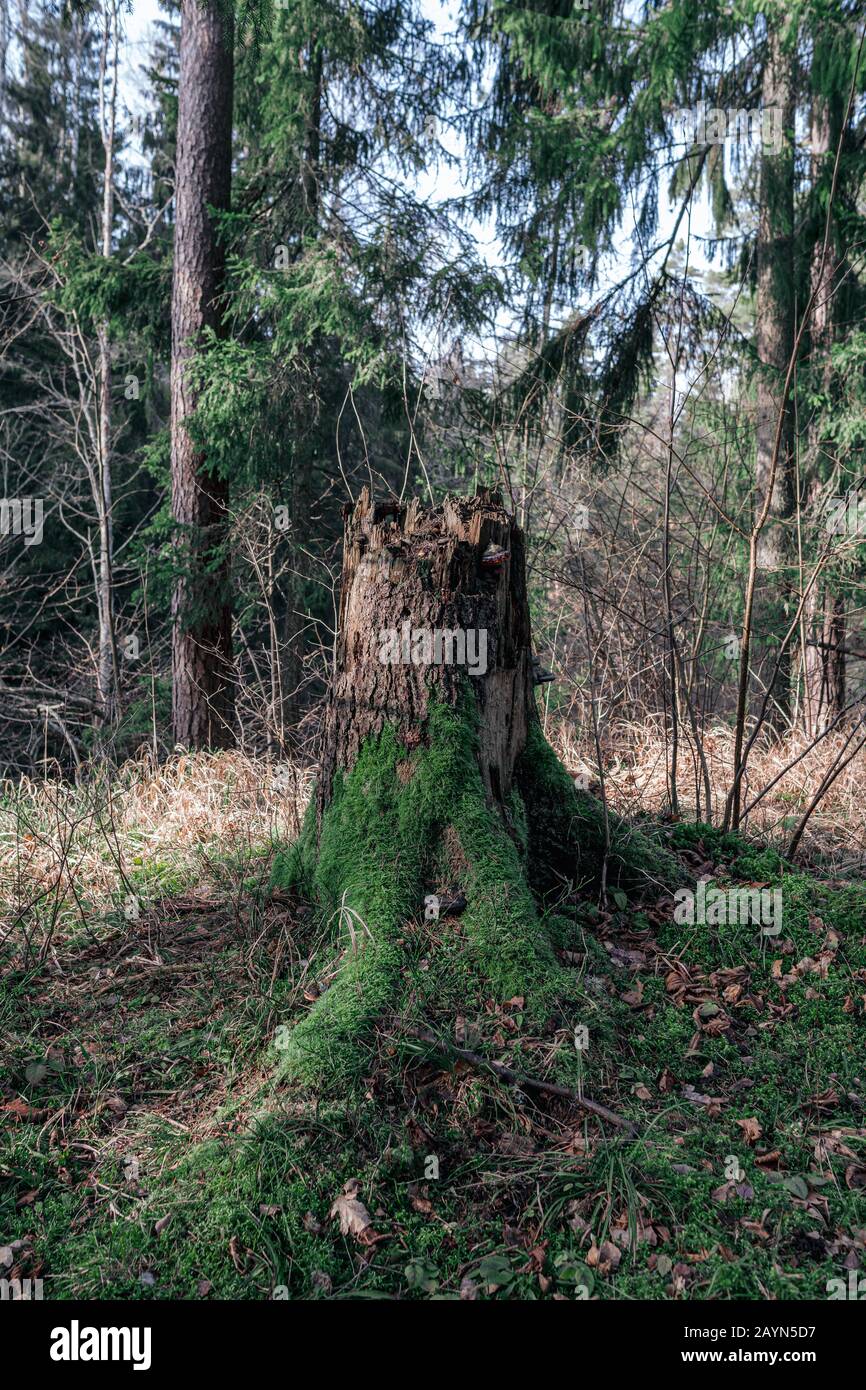 old dry tree trunk stomps laying in forest. broken logs in the ground a ...