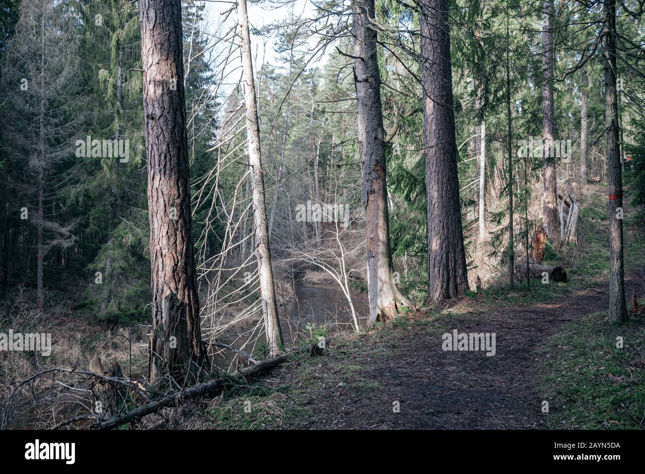 beautiful clean spruce tree evergreen forest park with green moss and ...
