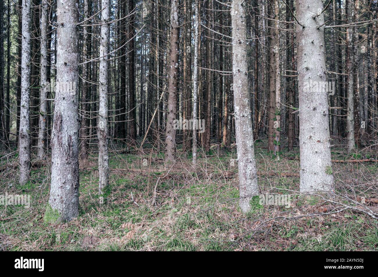 beautiful clean spruce tree evergreen forest park with green moss and ...