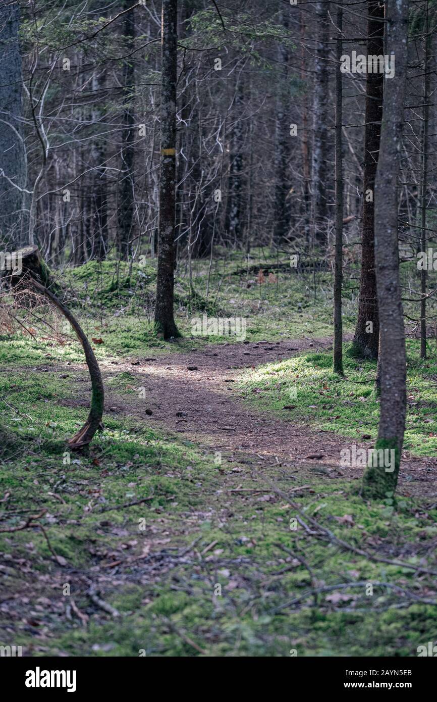 beautiful clean spruce tree evergreen forest park with green moss and ...