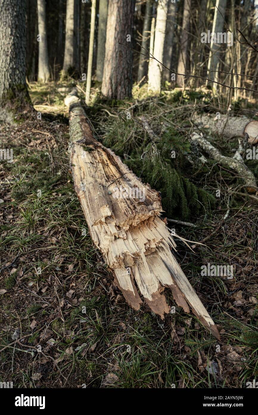 old dry tree trunk stomps laying in forest. broken logs in the ground a ...