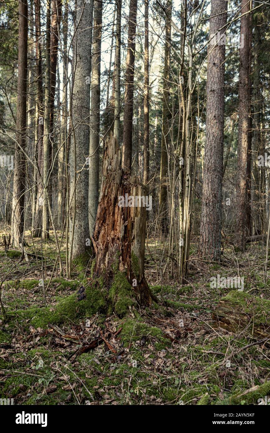 old dry tree trunk stomps laying in forest. broken logs in the ground a ...