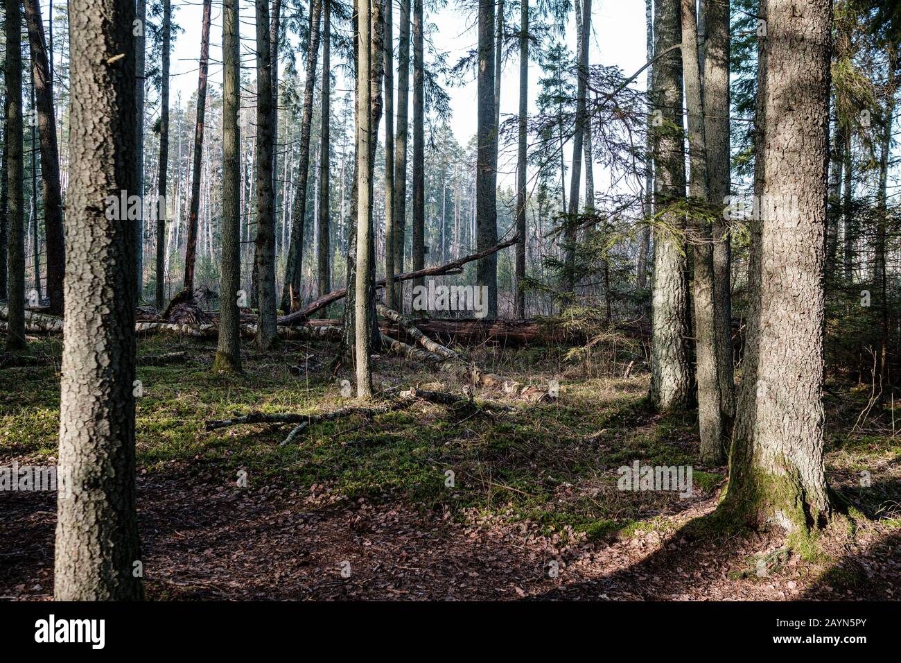 beautiful clean spruce tree evergreen forest park with green moss and ...