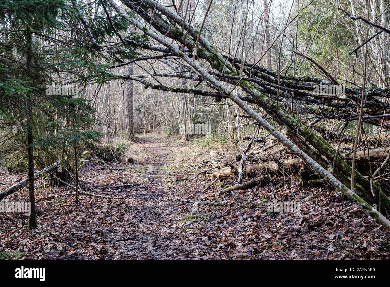 old dry tree trunk stomps laying in forest. broken logs in the ground a ...
