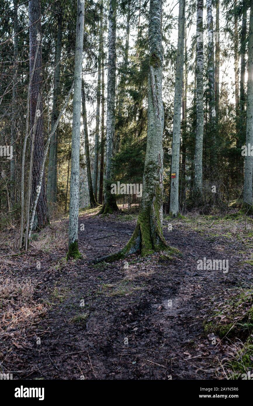 beautiful clean spruce tree evergreen forest park with green moss and ...