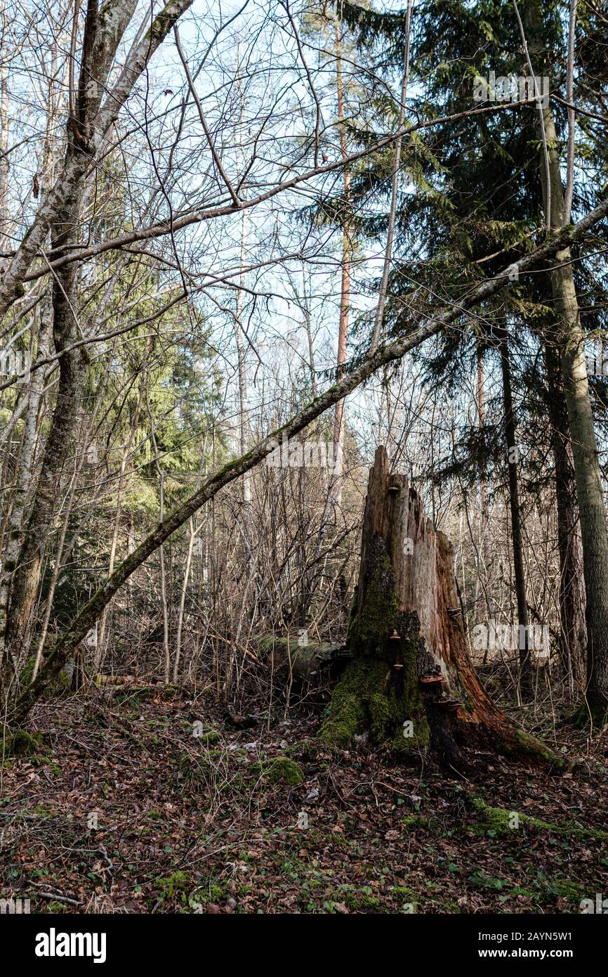 old dry tree trunk stomps laying in forest. broken logs in the ground a ...