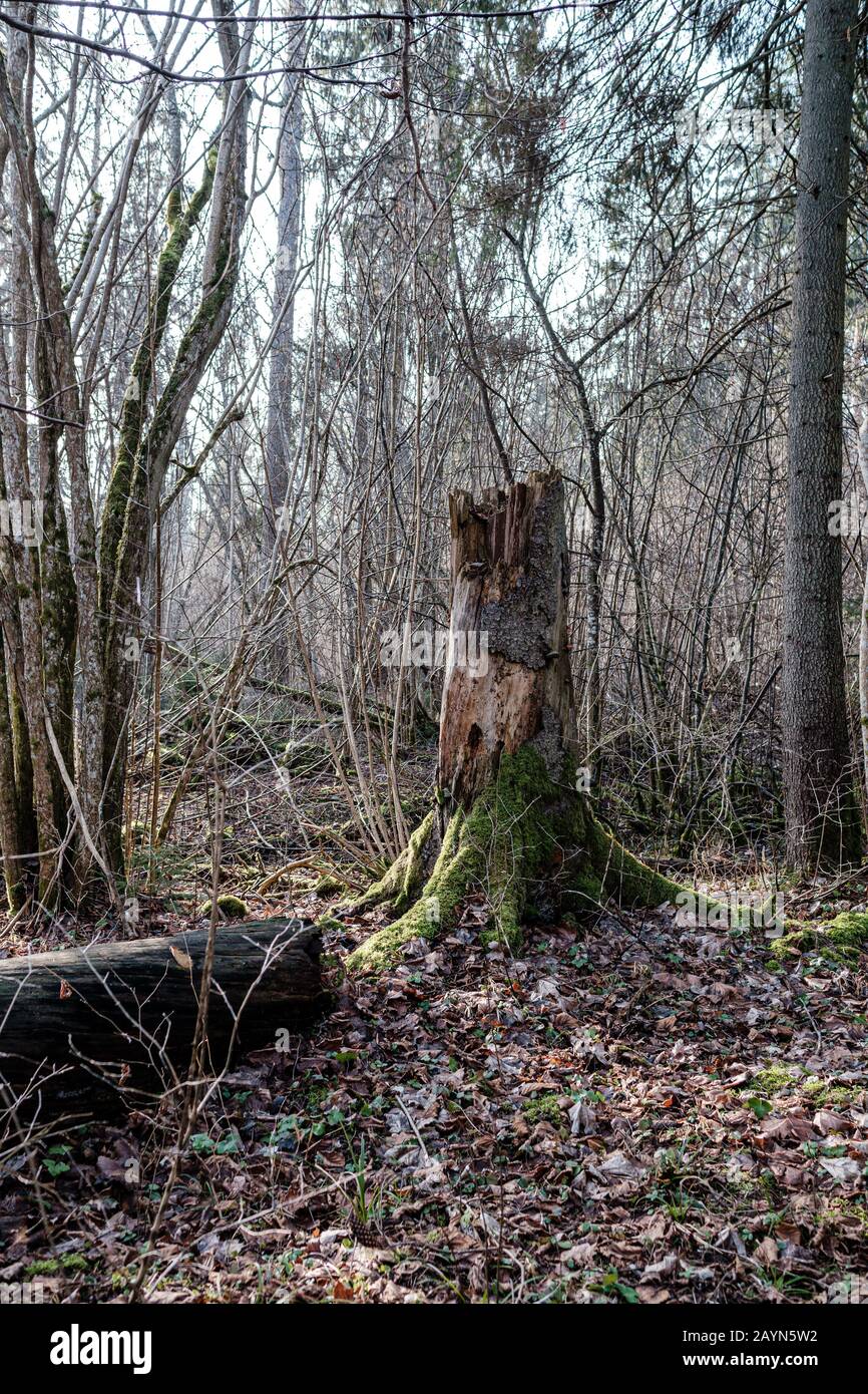 old dry tree trunk stomps laying in forest. broken logs in the ground a ...