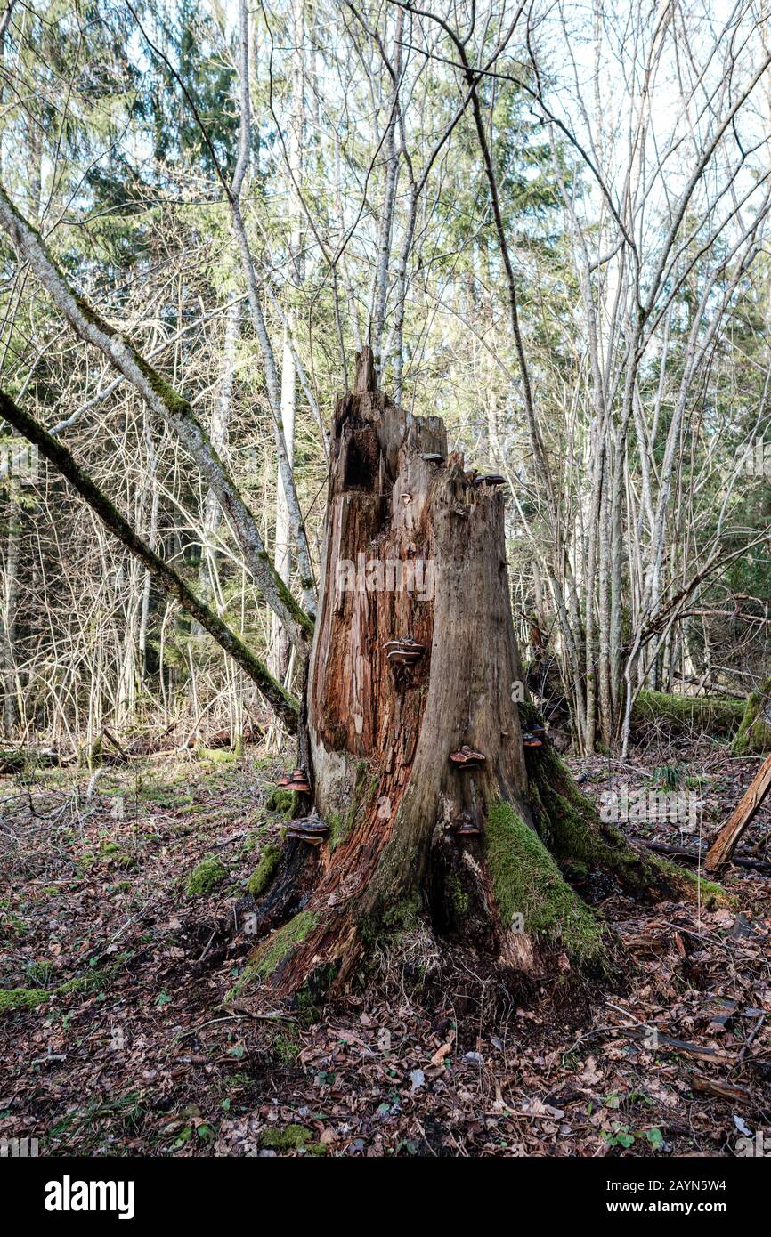 old dry tree trunk stomps laying in forest. broken logs in the ground a ...