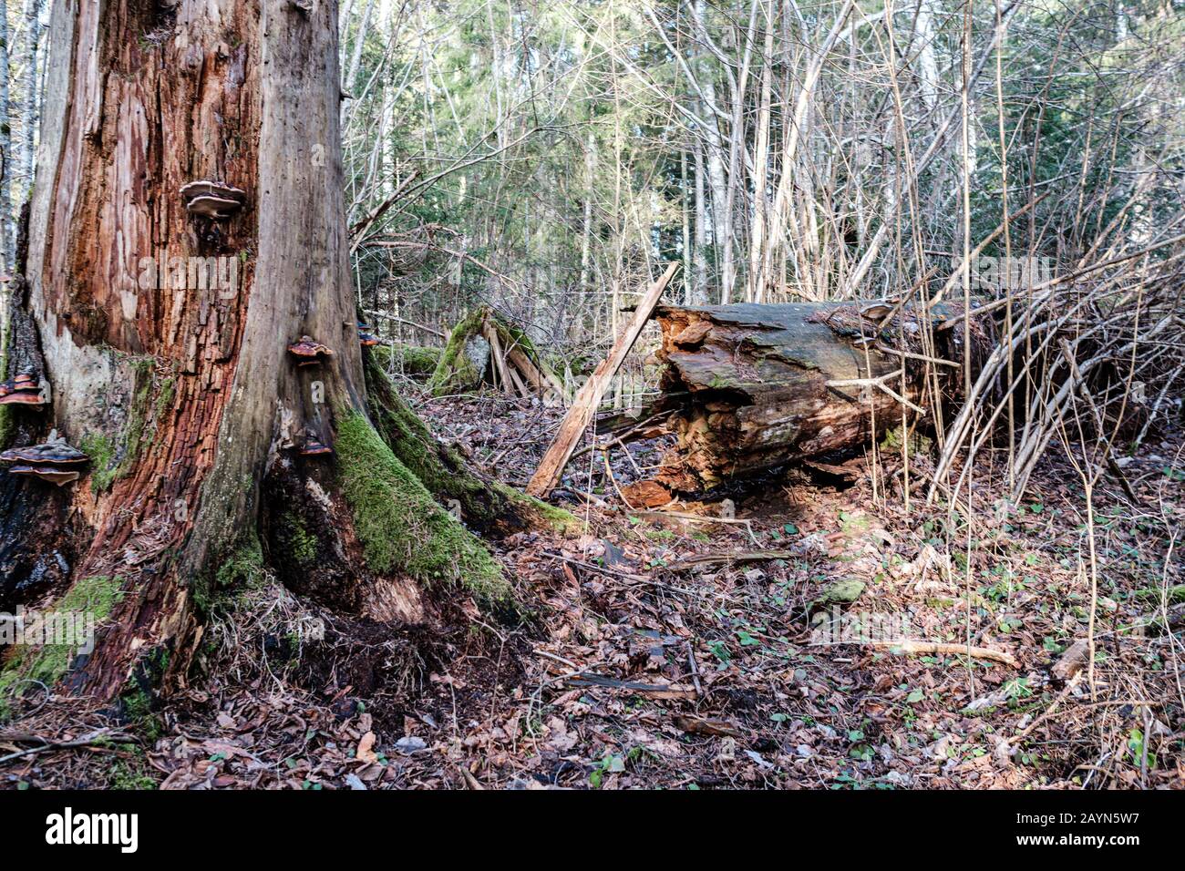 old dry tree trunk stomps laying in forest. broken logs in the ground a ...