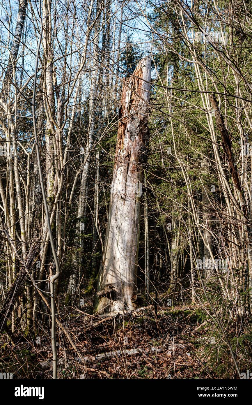 old dry tree trunk stomps laying in forest. broken logs in the ground a ...