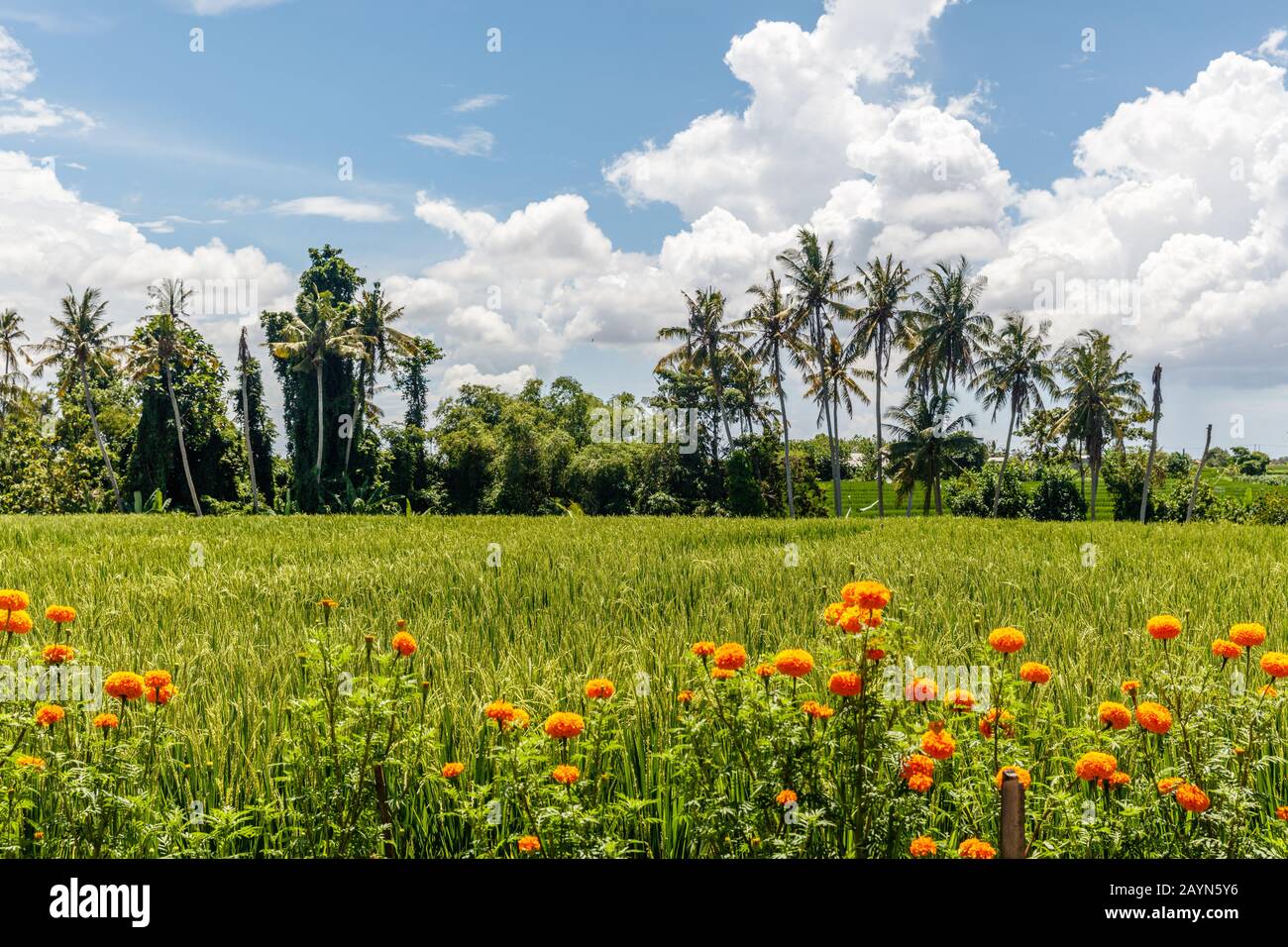 Rice field with blooming marigolds. Palm trees on the background. Rural ...