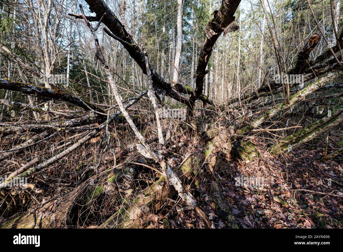 old dry tree trunk stomps laying in forest. broken logs in the ground a ...