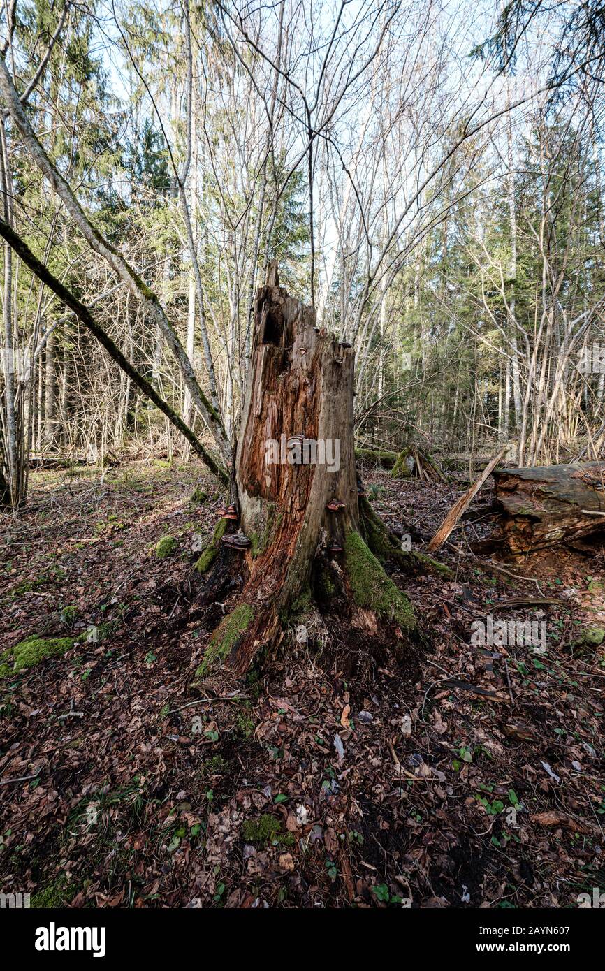 old dry tree trunk stomps laying in forest. broken logs in the ground a ...