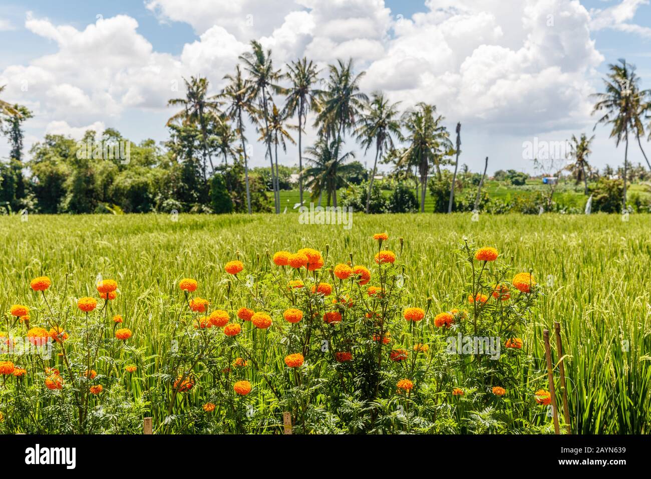 Rice field with blooming marigolds. Palm trees on the background. Rural ...