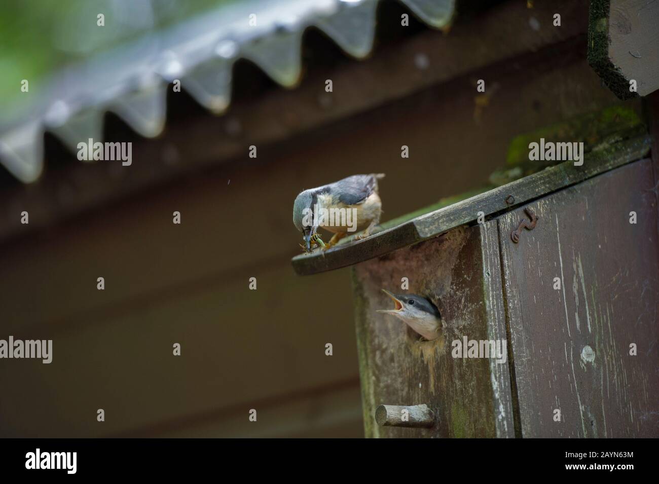 Nuthatch (Sitta europaea), at nest box, adult feeding young, Dumfries ...