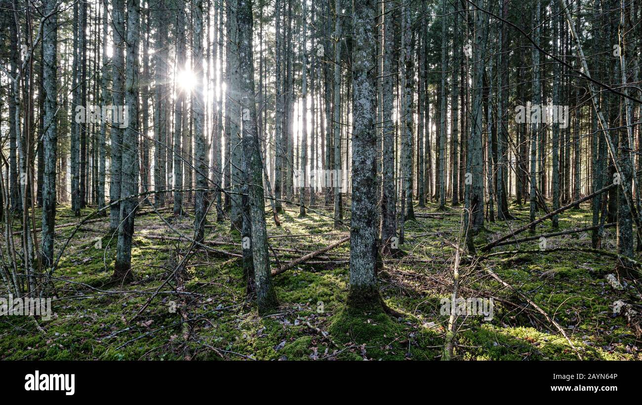 beautiful clean spruce tree evergreen forest park with green moss and ...