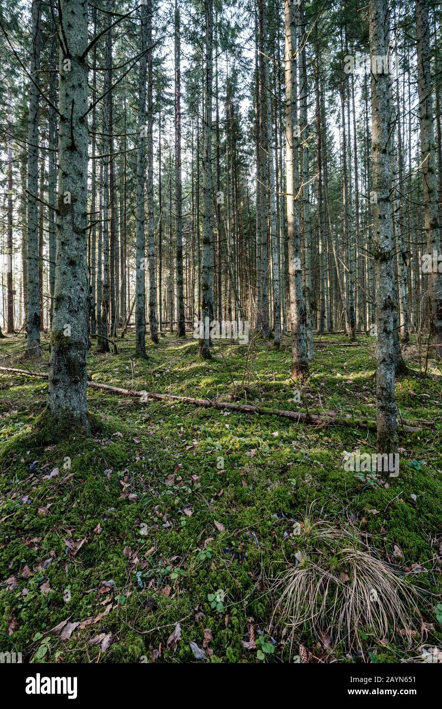 beautiful clean spruce tree evergreen forest park with green moss and ...