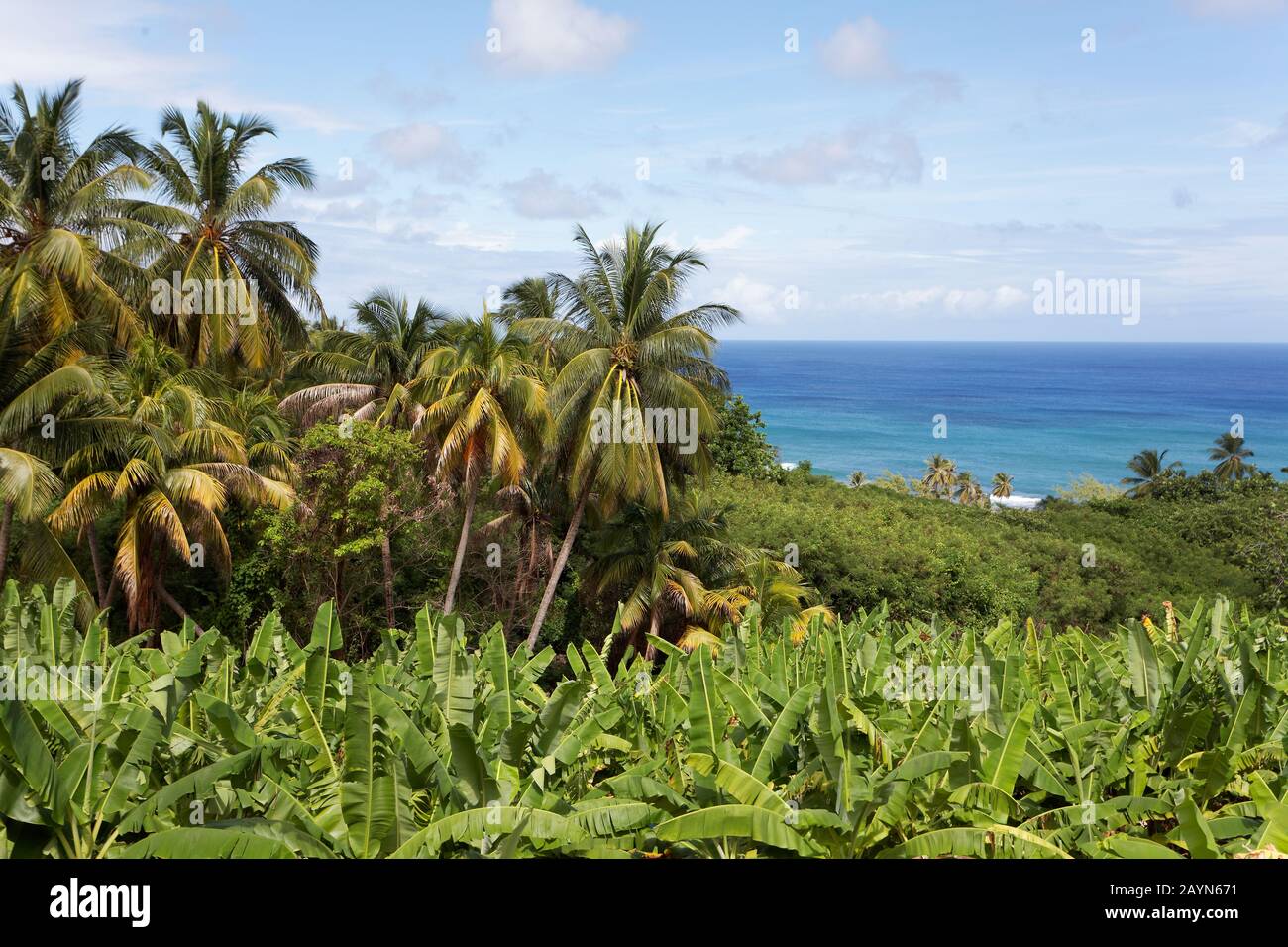 Barbados landscape hi-res stock photography and images - Alamy