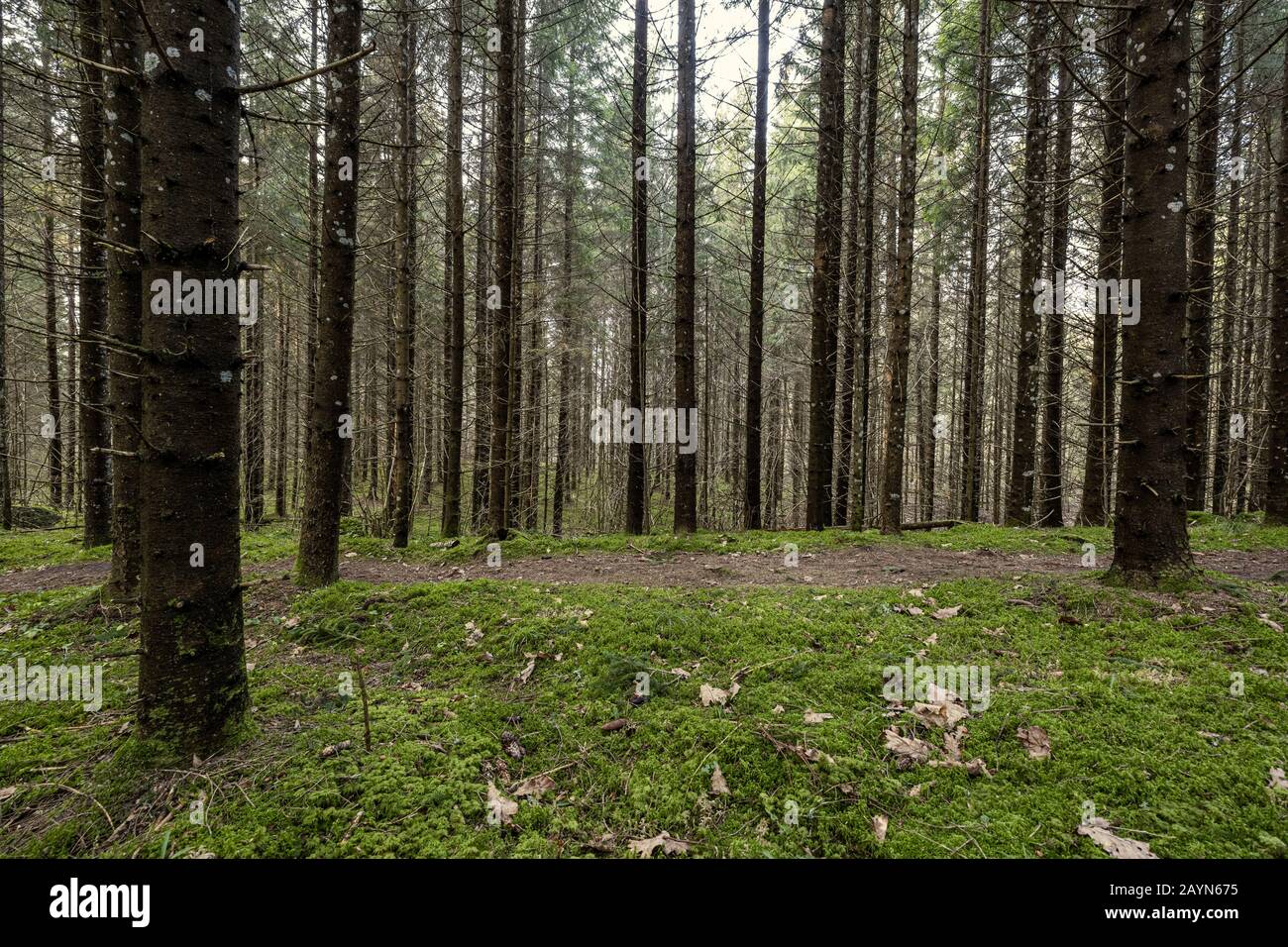 beautiful clean spruce tree evergreen forest park with green moss and ...