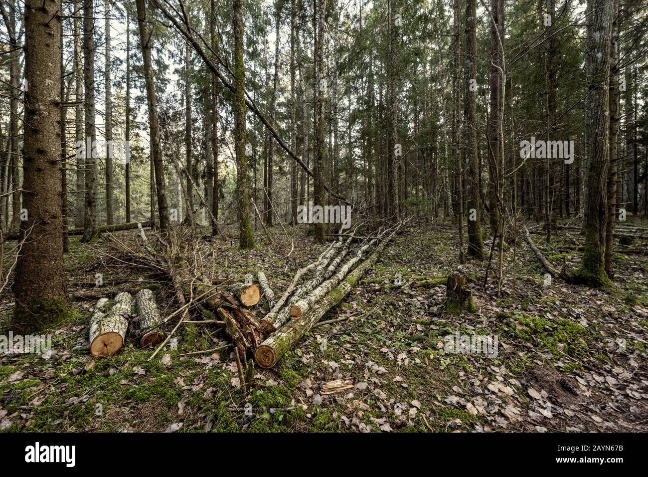 old dry tree trunk stomps laying in forest. broken logs in the ground a ...