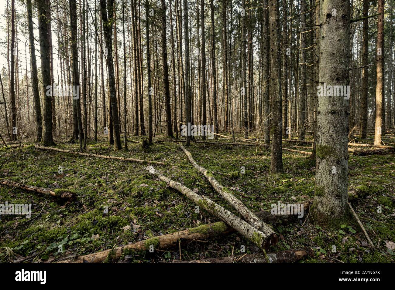 beautiful clean spruce tree evergreen forest park with green moss and ...