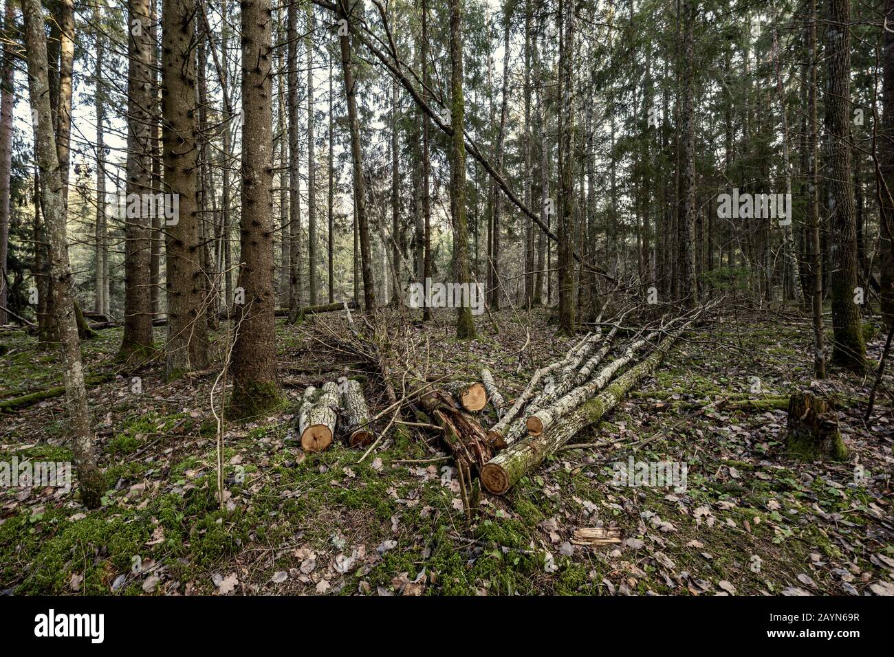 old dry tree trunk stomps laying in forest. broken logs in the ground a ...