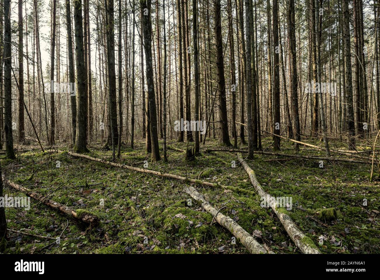 beautiful clean spruce tree evergreen forest park with green moss and ...