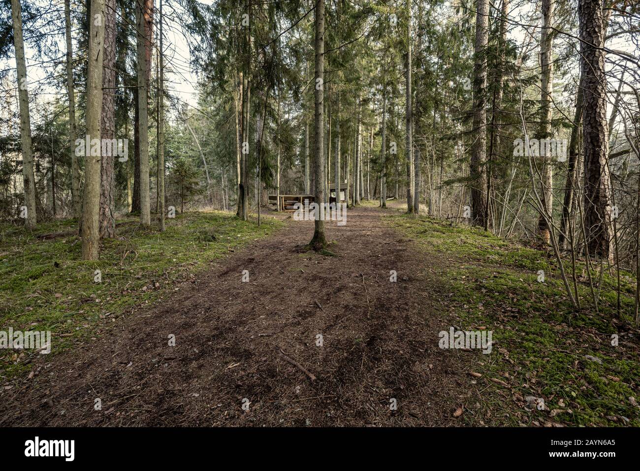 beautiful clean spruce tree evergreen forest park with green moss and ...