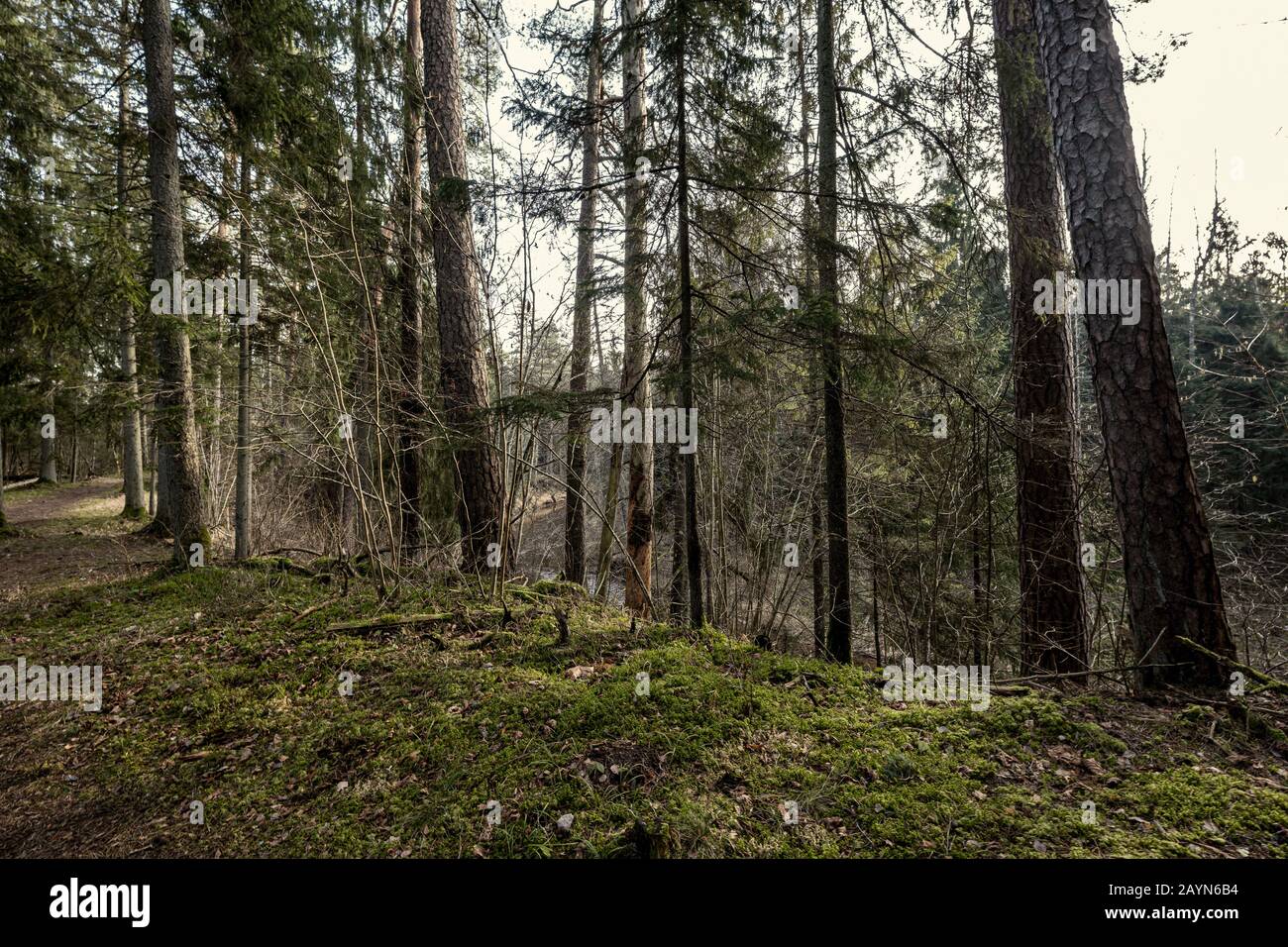 beautiful clean spruce tree evergreen forest park with green moss and ...