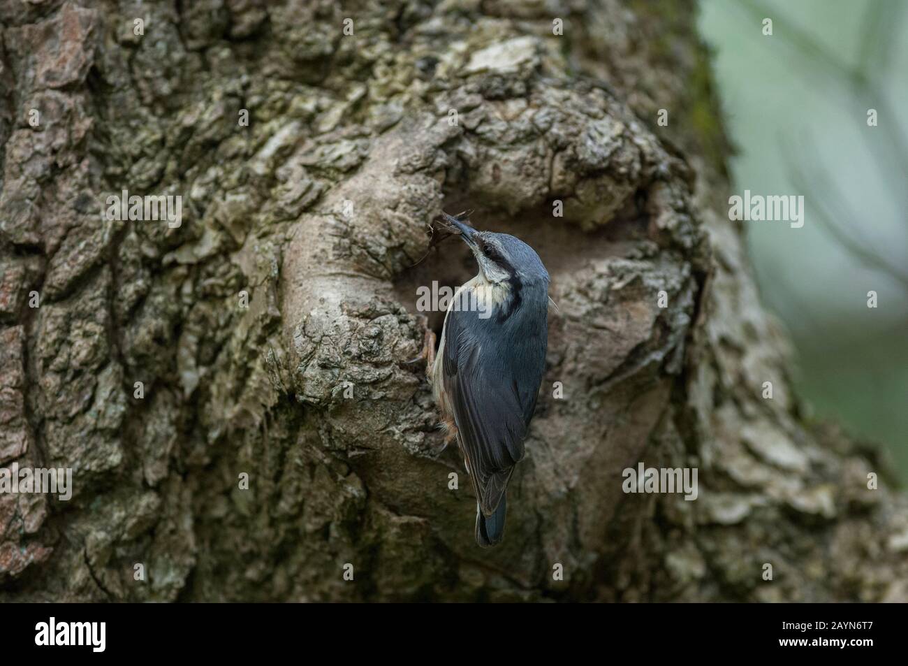 Nuthatch (Sitta europaea), at nest site in old tree knot, adult with ...