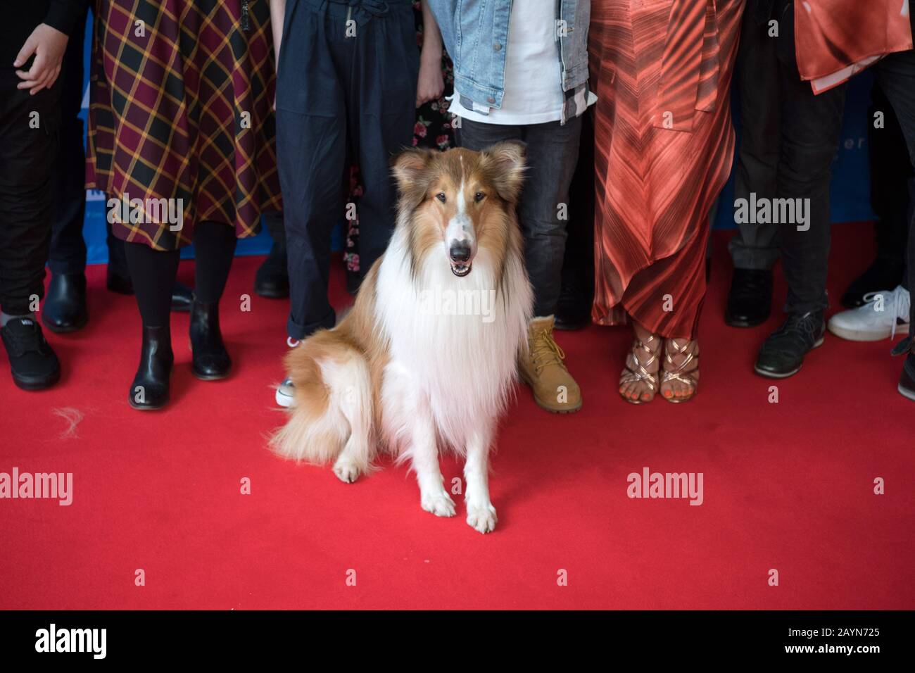 Lassie Dog Film High Resolution Stock Photography and Images - Alamy