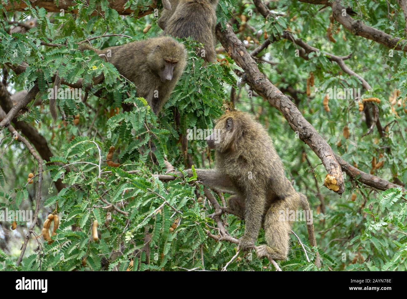 Baboons are eating ginger fruits in Lake Manyara Park, Tanzania, Africa ...