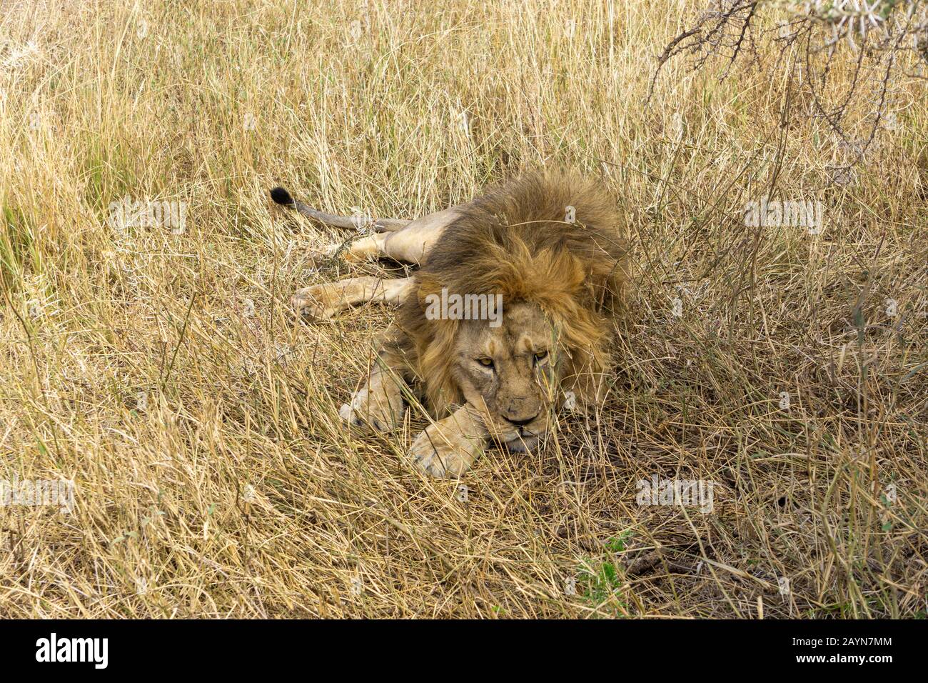 Lion under tree hi-res stock photography and images - Alamy