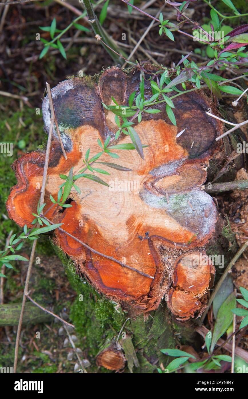 A freshly cut tree stump at Burrow Farm Gardens (also known as East ...