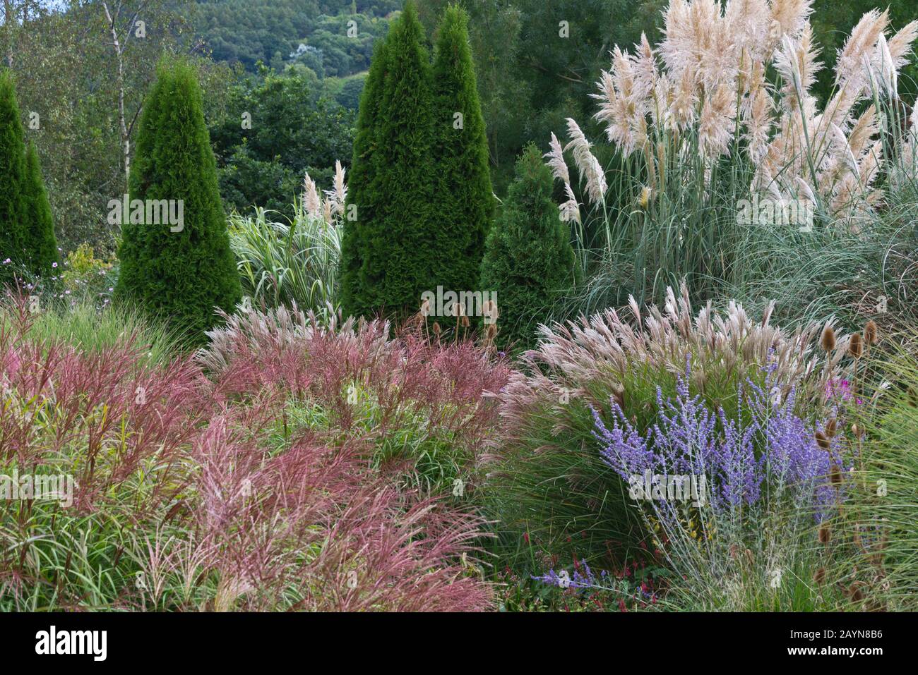 Ornamental grasses in the grasses garden at Burrow Farm Gardens (also ...