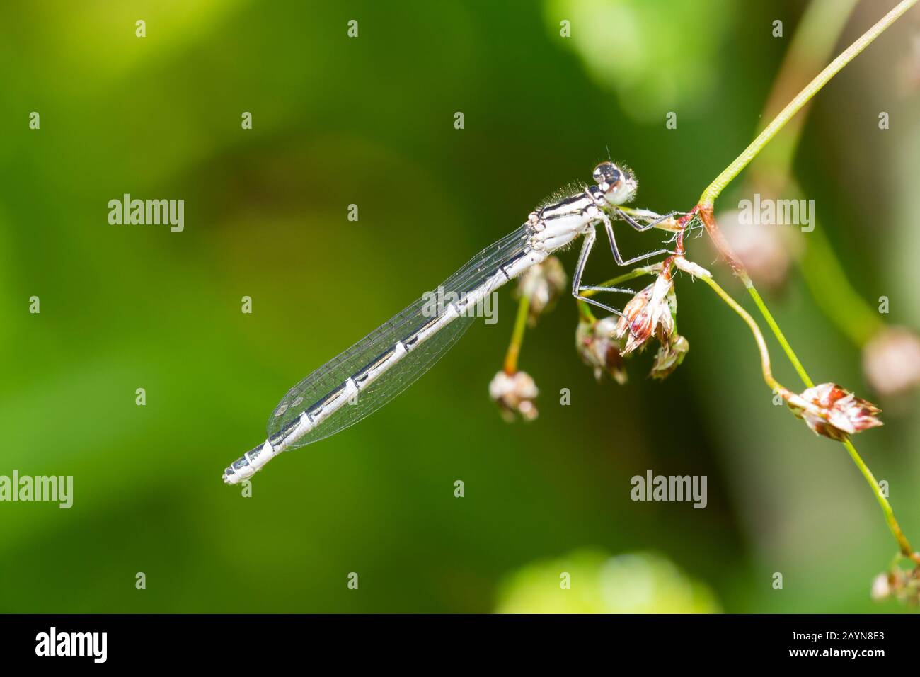 Side view of a common blue damselfly adult female, Enallagma ...