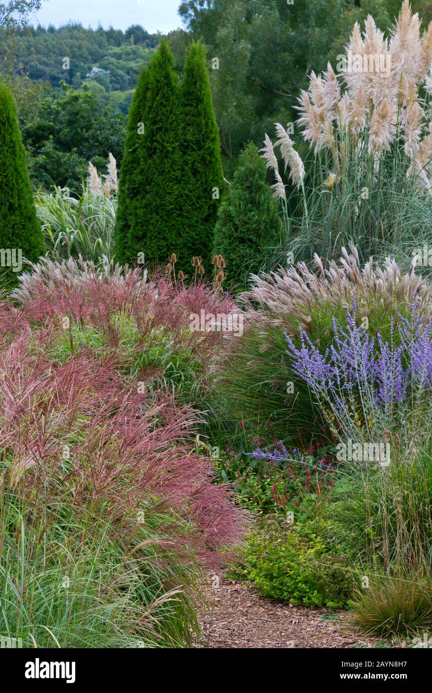 Ornamental grasses in the grasses garden at Burrow Farm Gardens (also ...