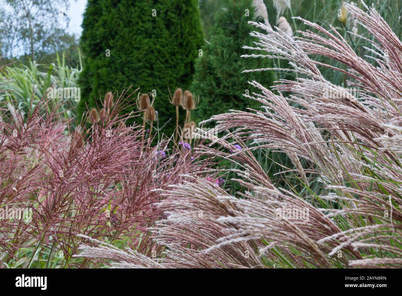 Ornamental grasses hi-res stock photography and images - Alamy