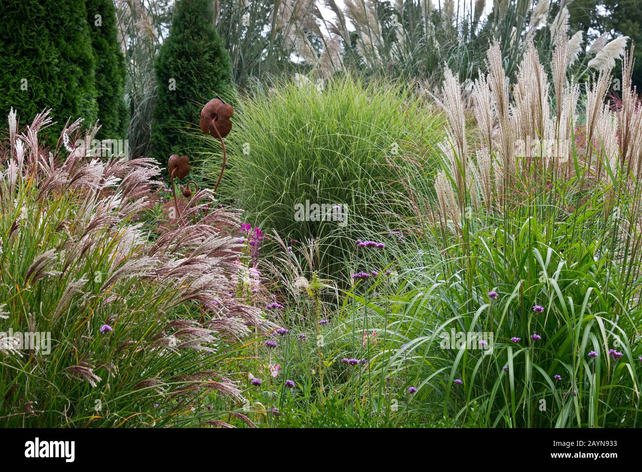 Ornamental grasses in the grasses garden at Burrow Farm Gardens (also ...