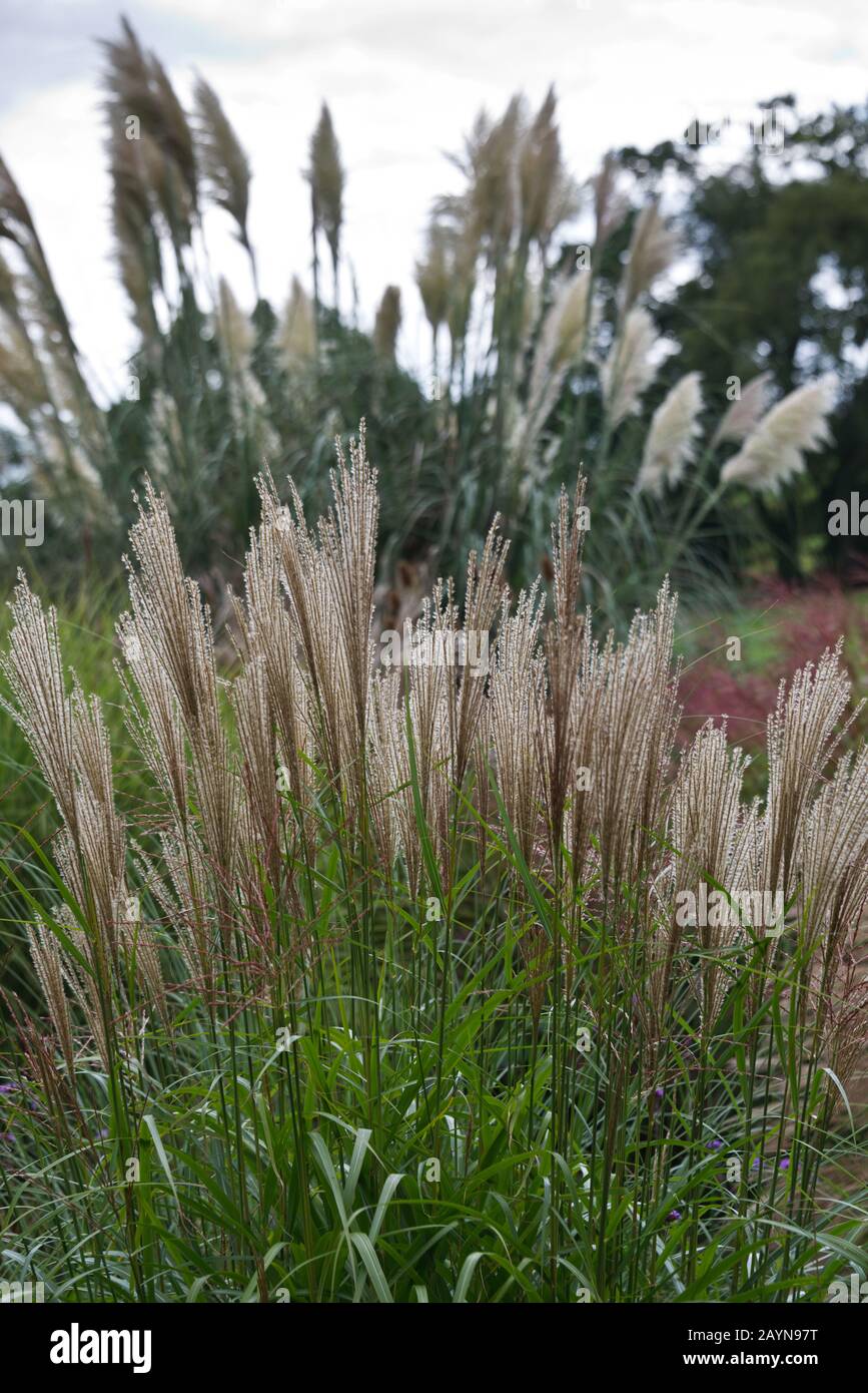 Ornamental grasses in the grasses garden at Burrow Farm Gardens (also ...