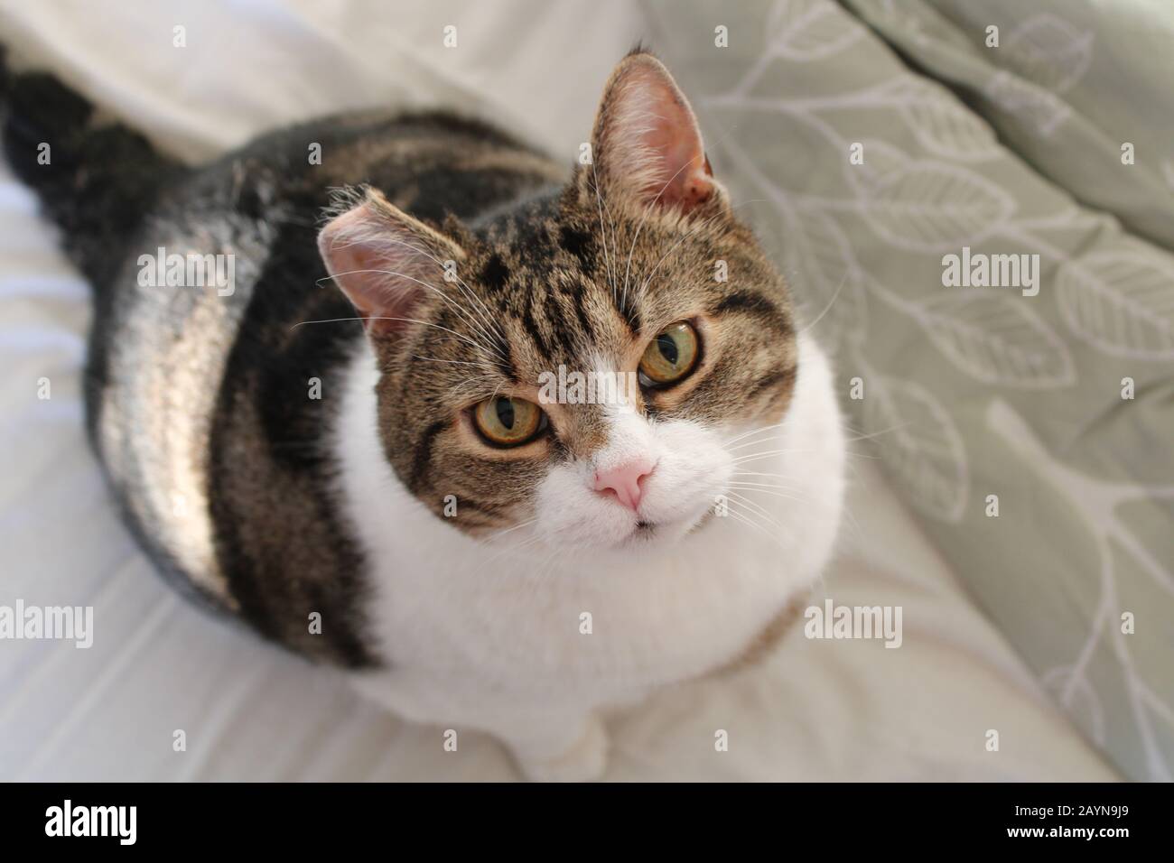 A very normal cat looking straight at your soul Stock Photo - Alamy