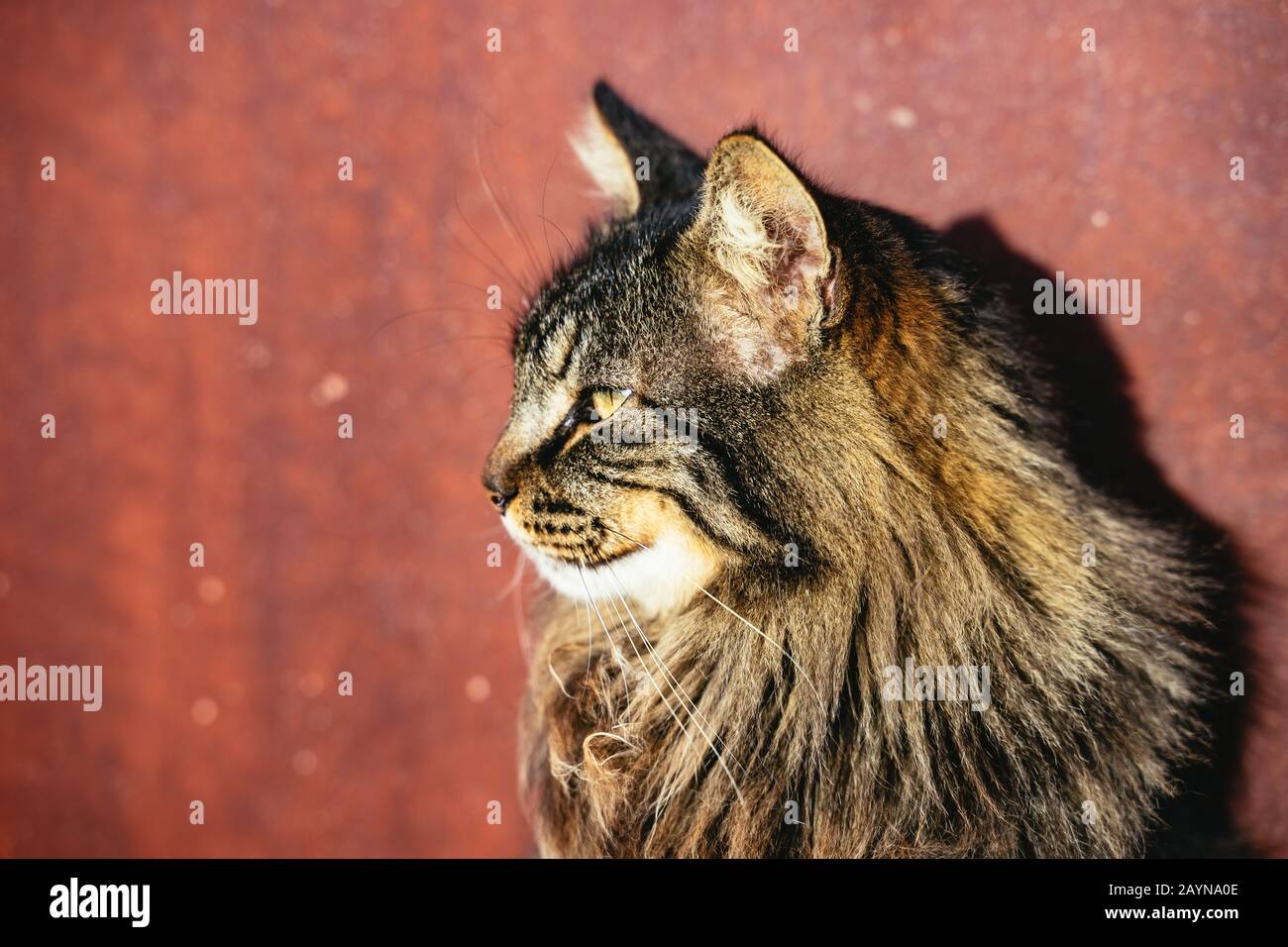 Pretty docile long haired tabby cat in profile Stock Photo - Alamy