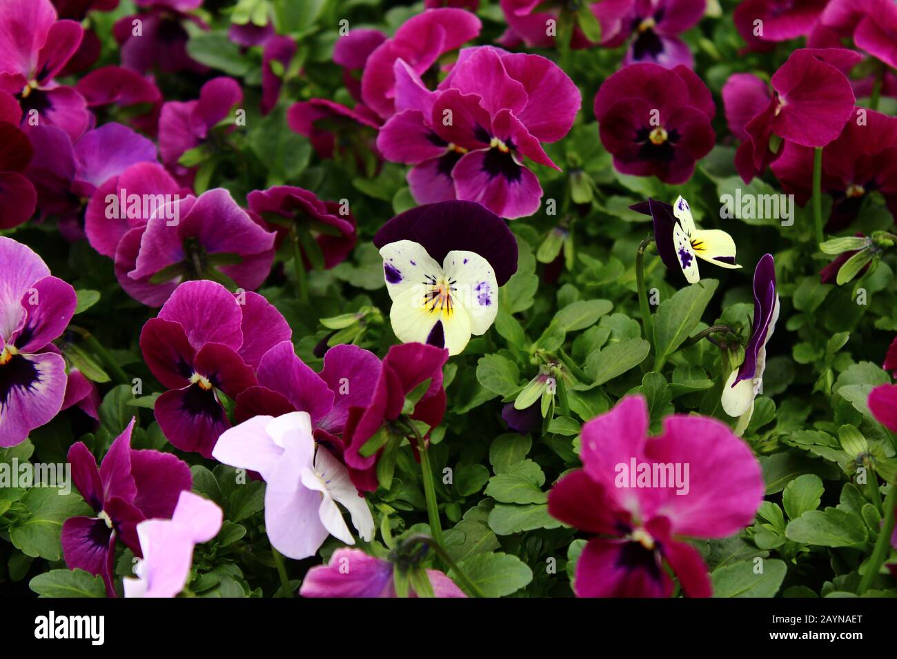 The picture shows beautiful pansies in the garden Stock Photo - Alamy