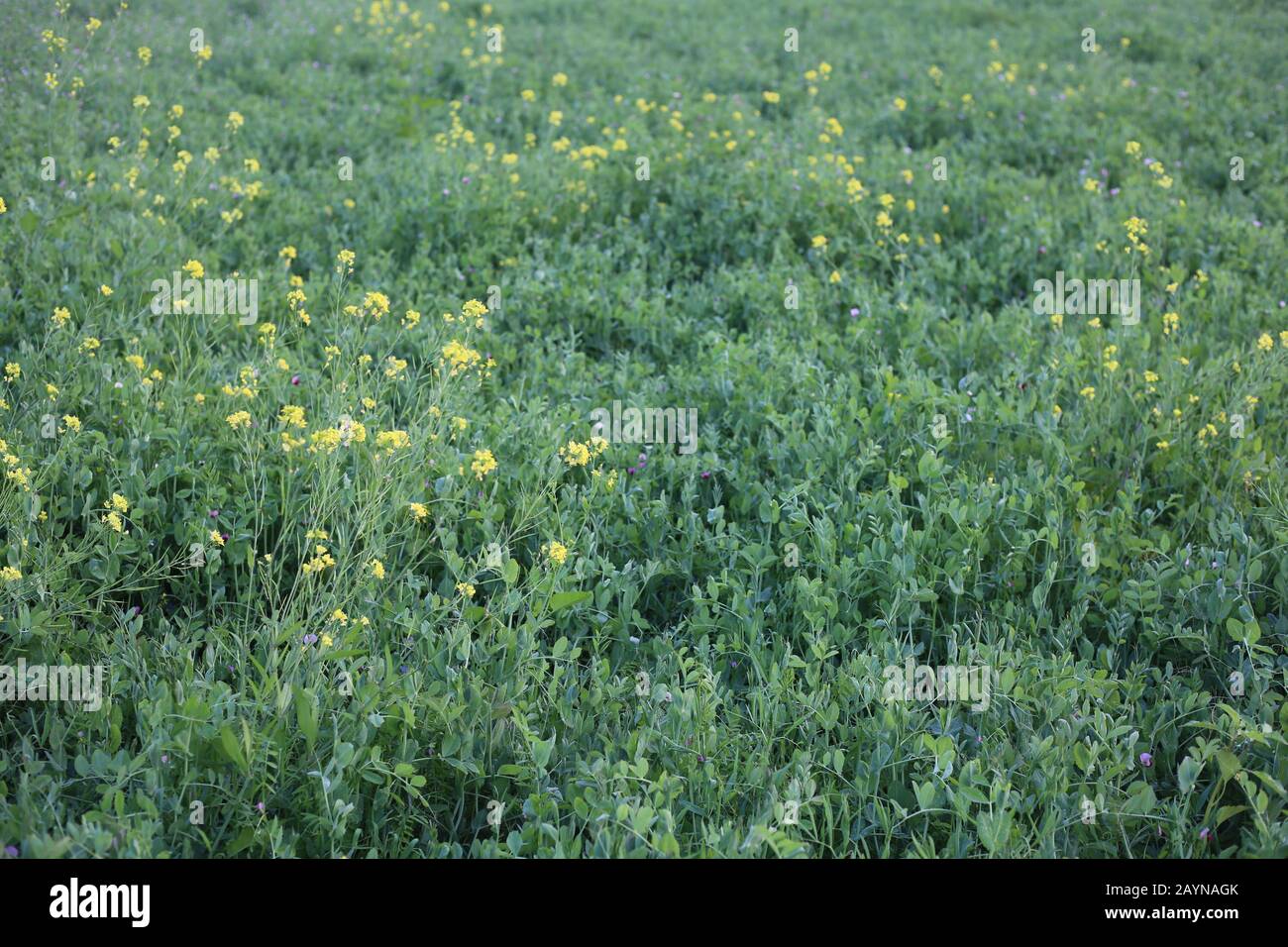 The green pea growing in the agriculture field Stock Photo - Alamy