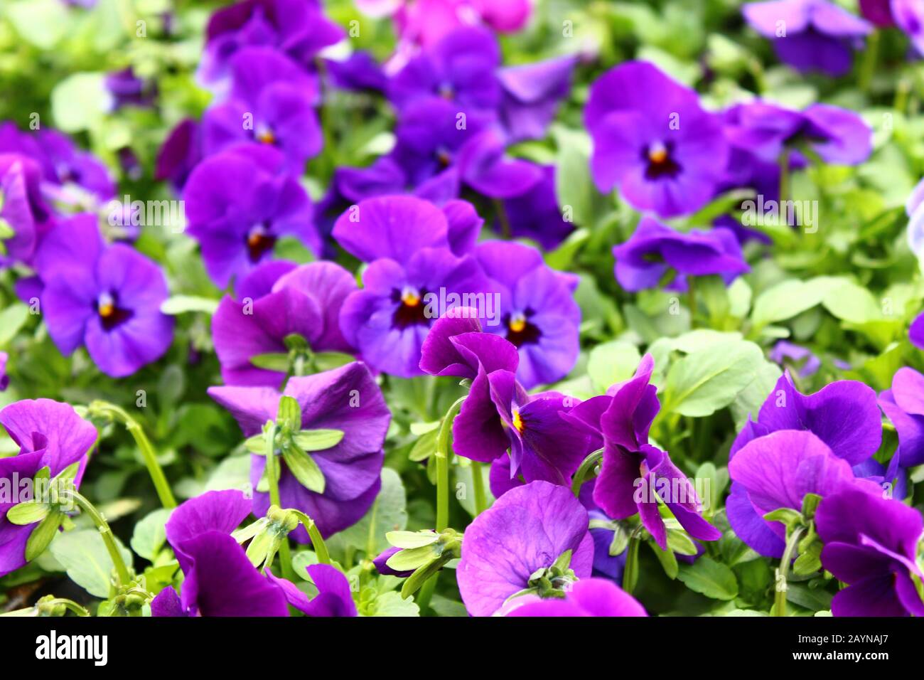 The picture shows beautiful pansies in the garden Stock Photo - Alamy