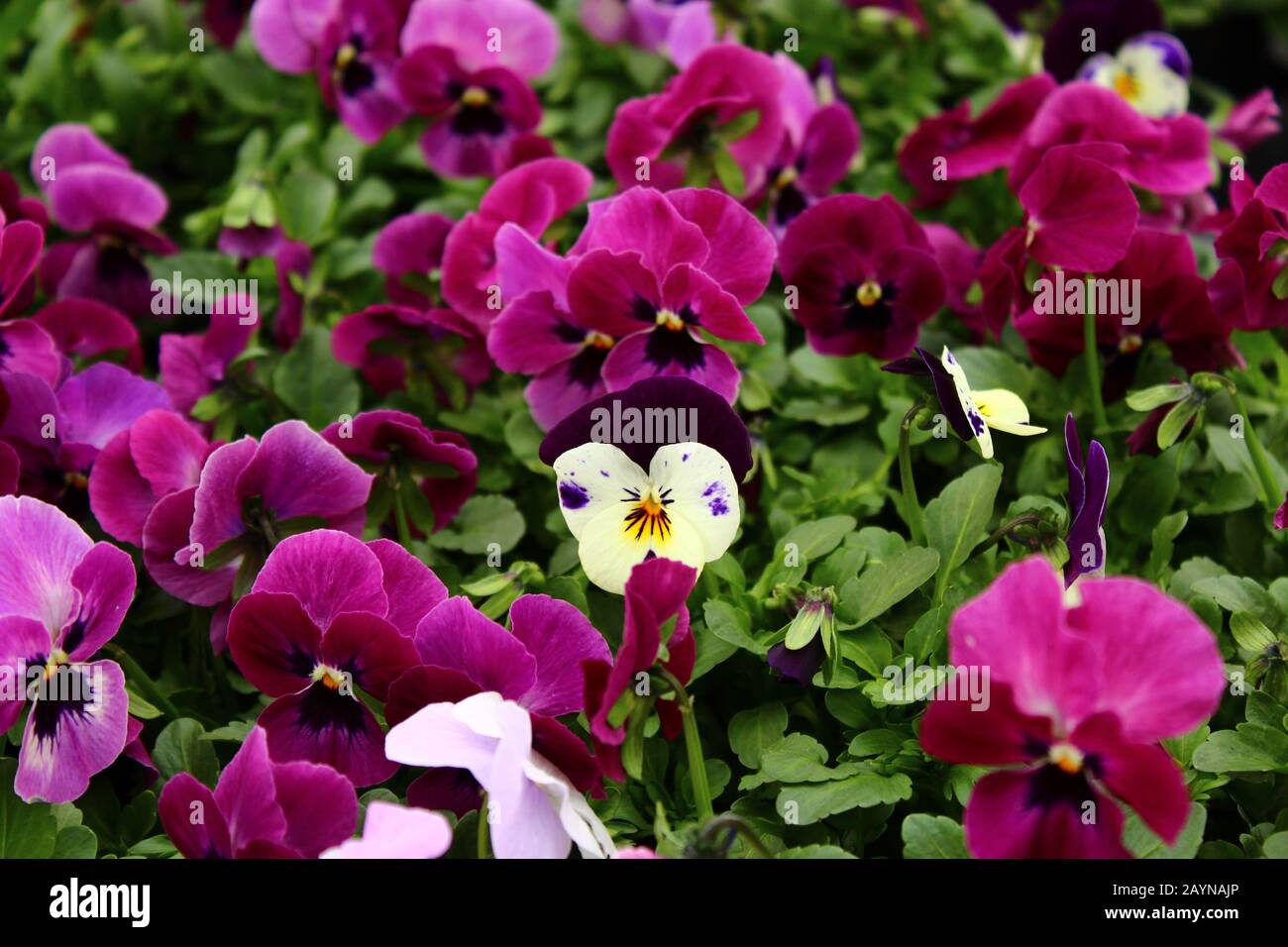 The picture shows beautiful pansies in the garden Stock Photo - Alamy